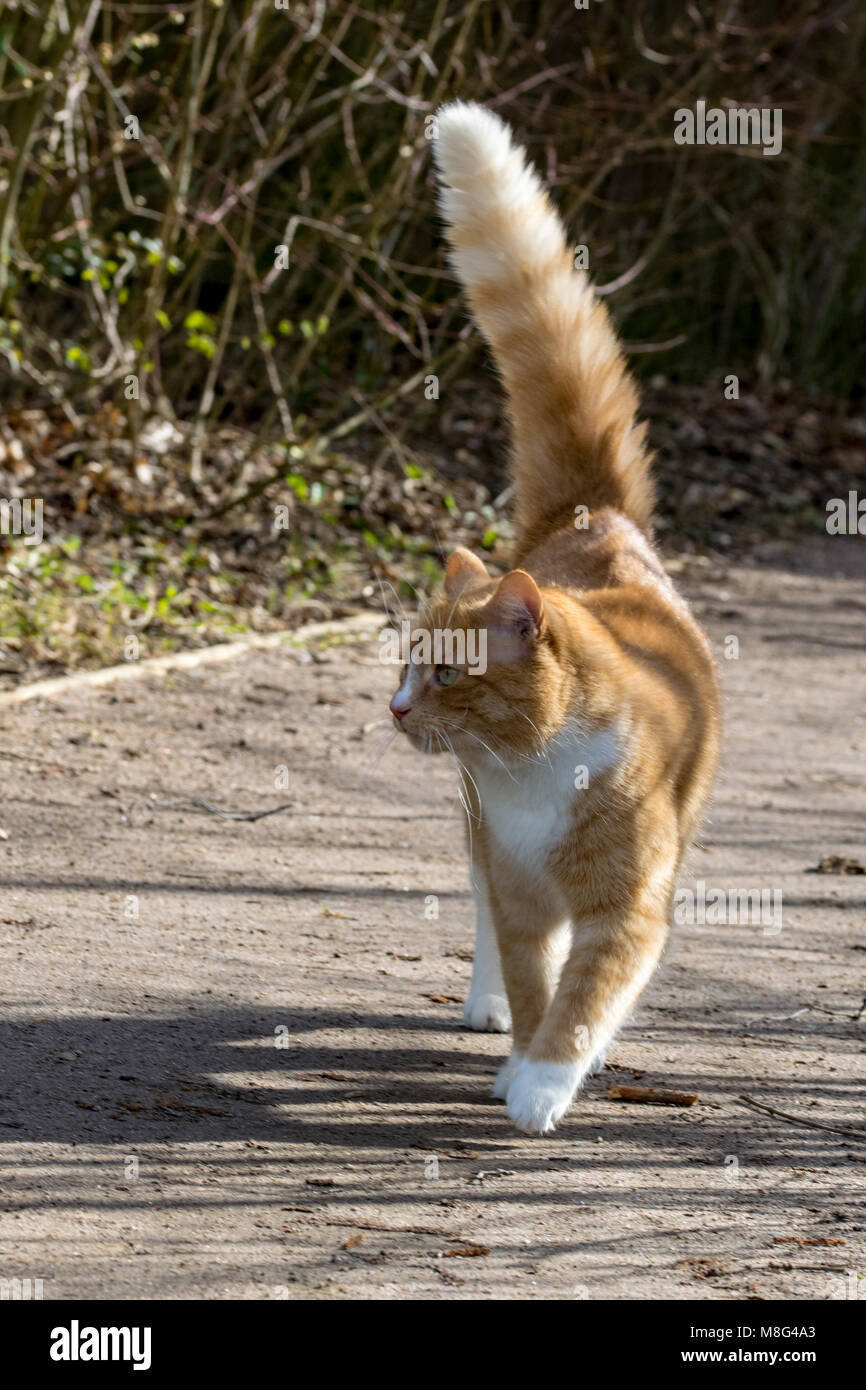 Domestic ginger cat defensive walking in sunshine with piloerectionas ...