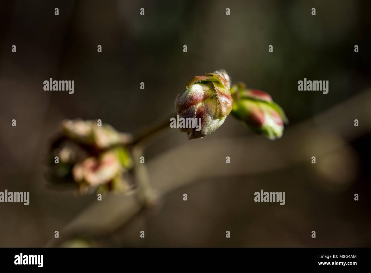 First bud shoots of spring plant growth Stock Photo - Alamy