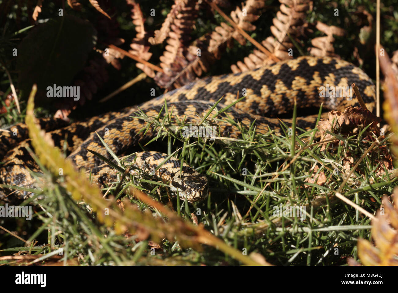 Basking adder uk hi-res stock photography and images - Alamy