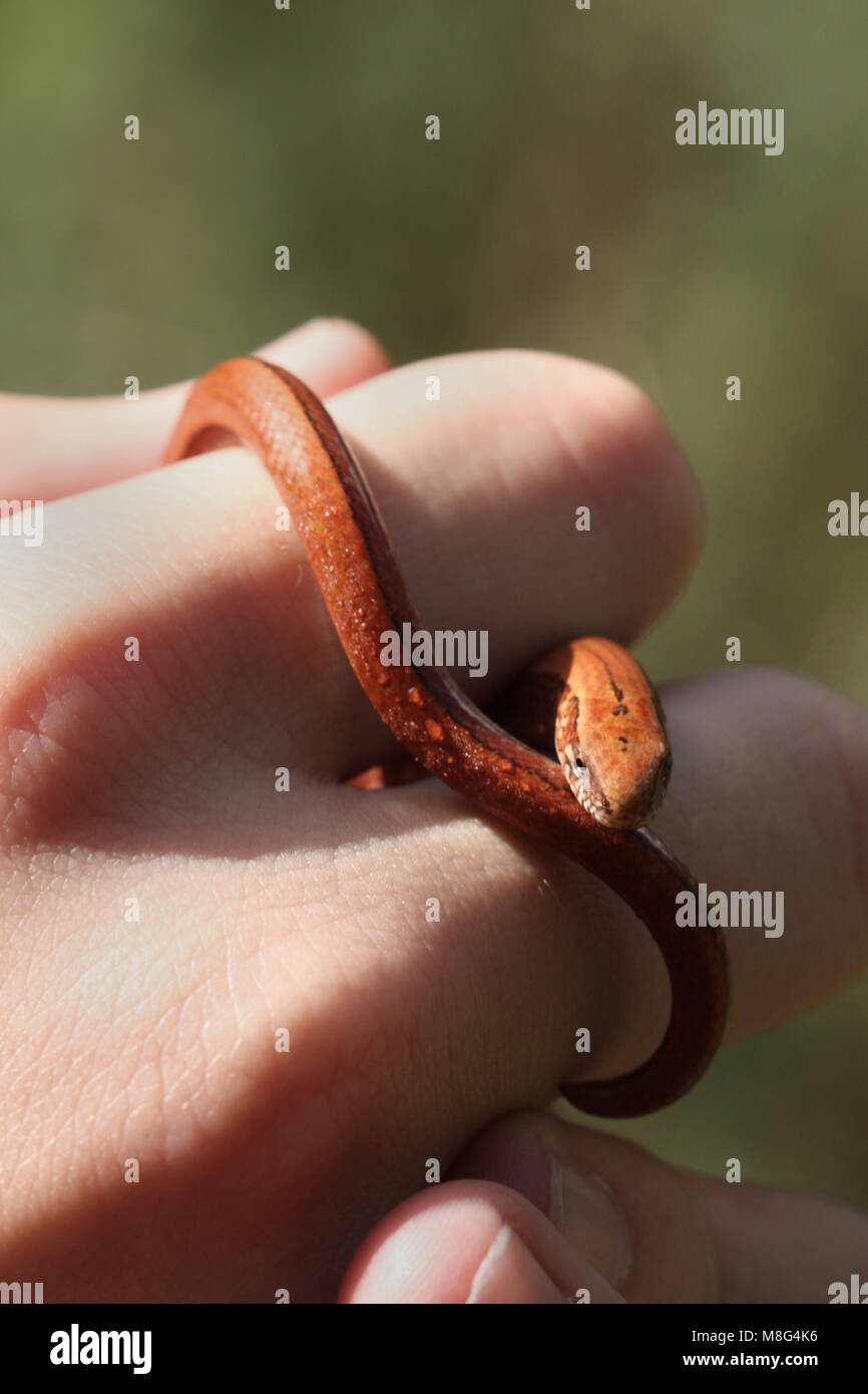 Very bronze, juvenile Slow worm, Anguis fragilis Stock Photo - Alamy