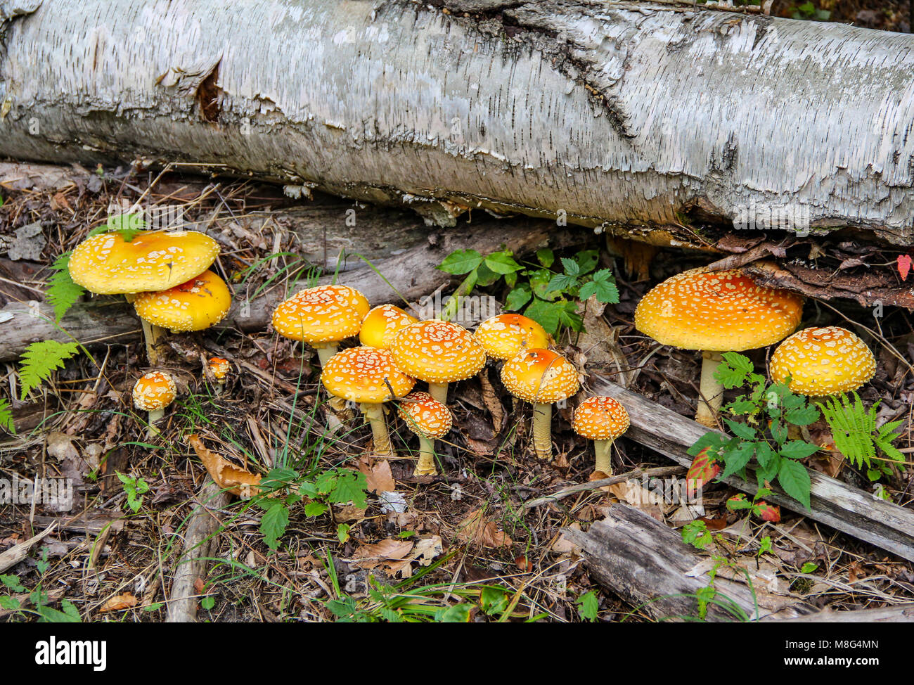 Yellow Toadstool, Fly Agaric, Amanita Muscaria Mushroom Stock Photo - Alamy
