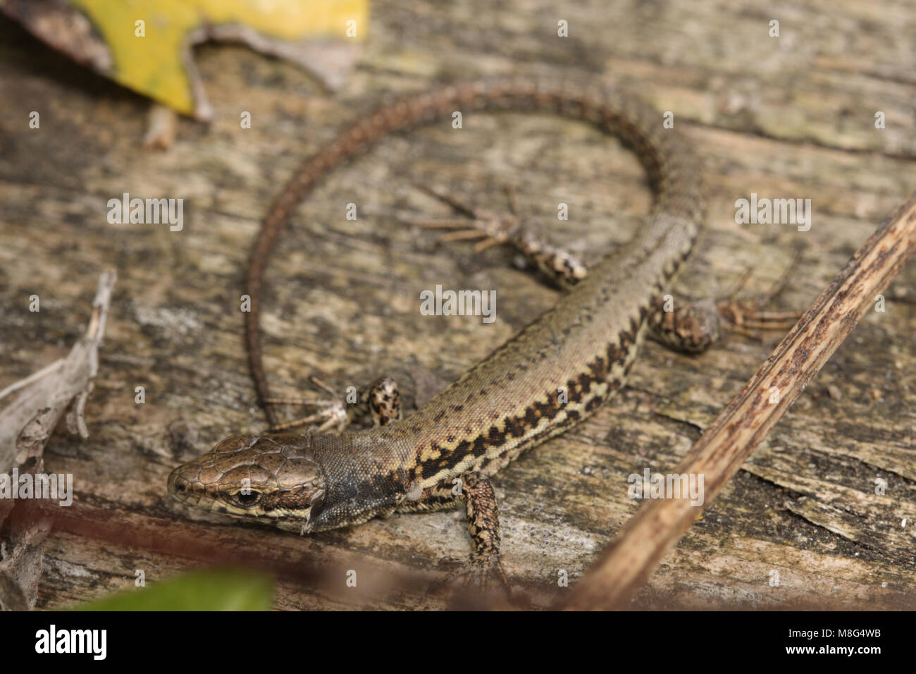 Wall lizard, Podarcis muralis, Isle of Wight, UK Stock Photo - Alamy