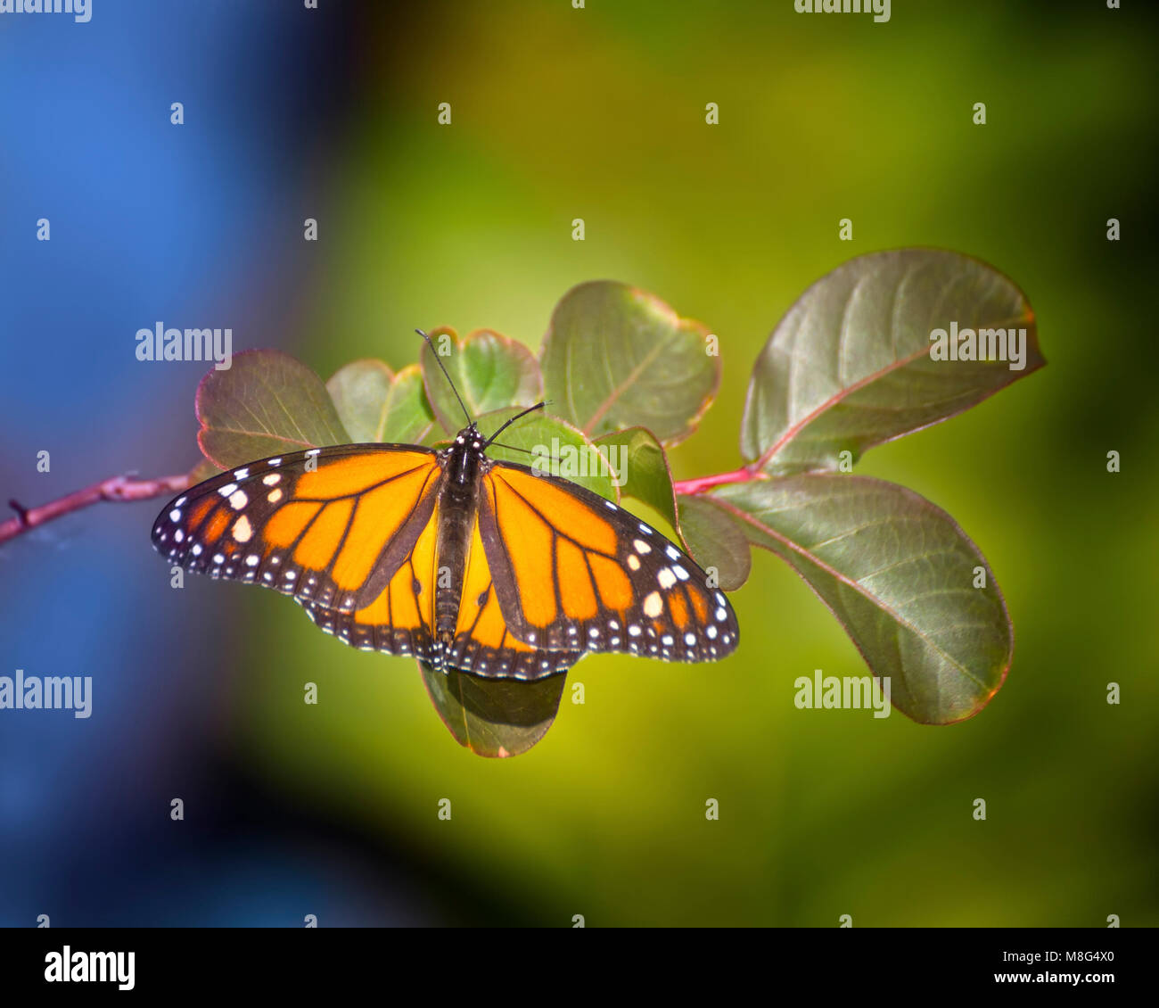 A beautiful and colorful Monarch Butterfly perches on a plant in the ...