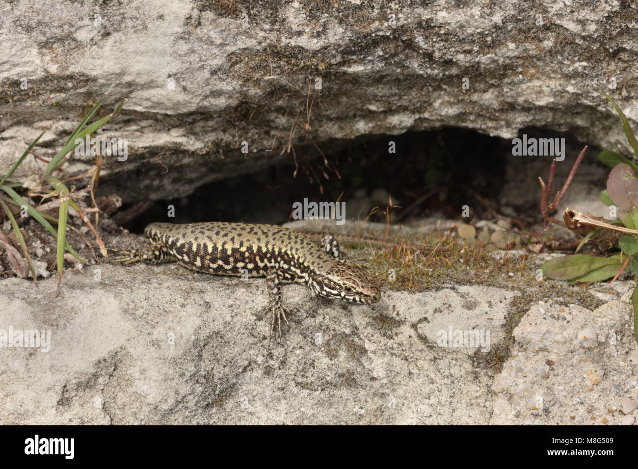 Wall lizard, Podarcis muralis, Isle of Wight, UK Stock Photo - Alamy