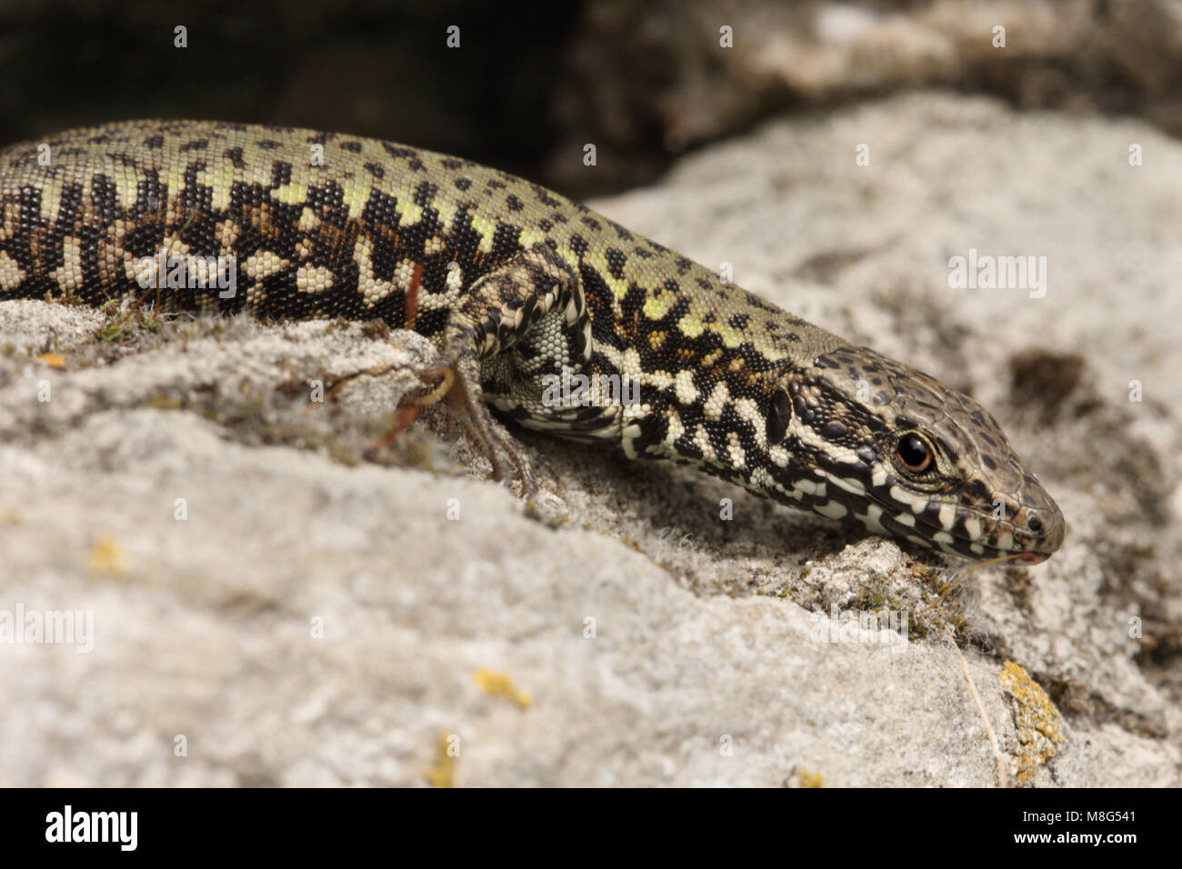 Wall lizard, Podarcis muralis, Isle of Wight, UK Stock Photo - Alamy