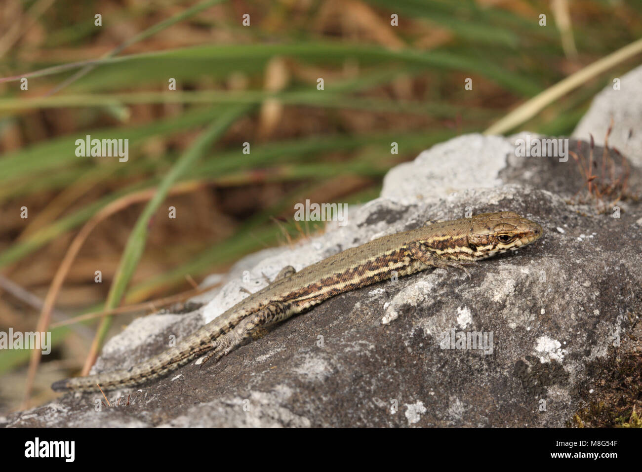 Wall lizard, Podarcis muralis, Isle of Wight, UK Stock Photo - Alamy