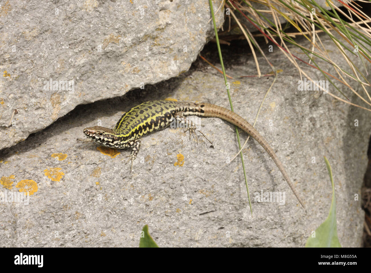 Wall lizard, Podarcis muralis, Isle of Wight, UK Stock Photo - Alamy
