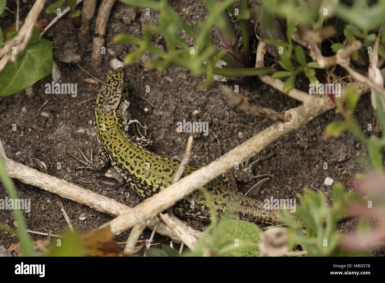 Podarcis muralis uk lizards hi-res stock photography and images - Alamy