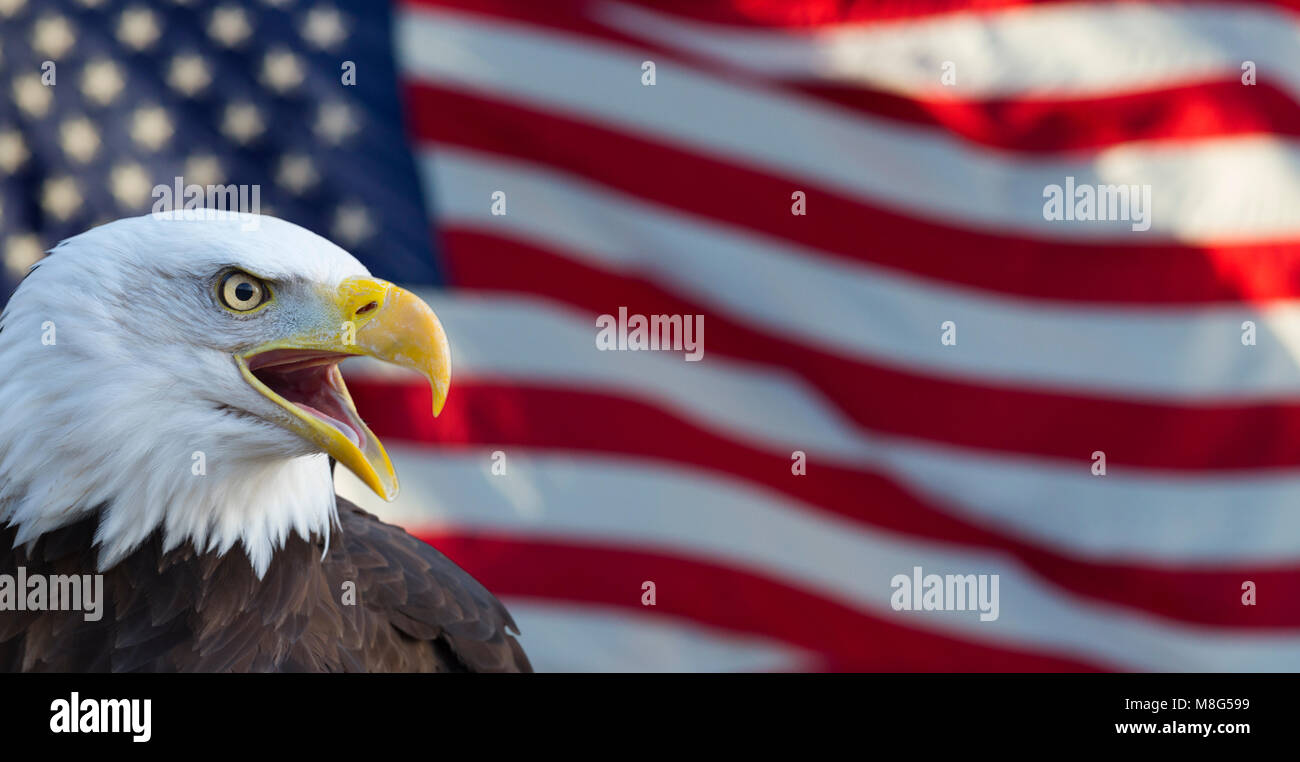Bald Eagle and the flag of the USA Stock Photo - Alamy