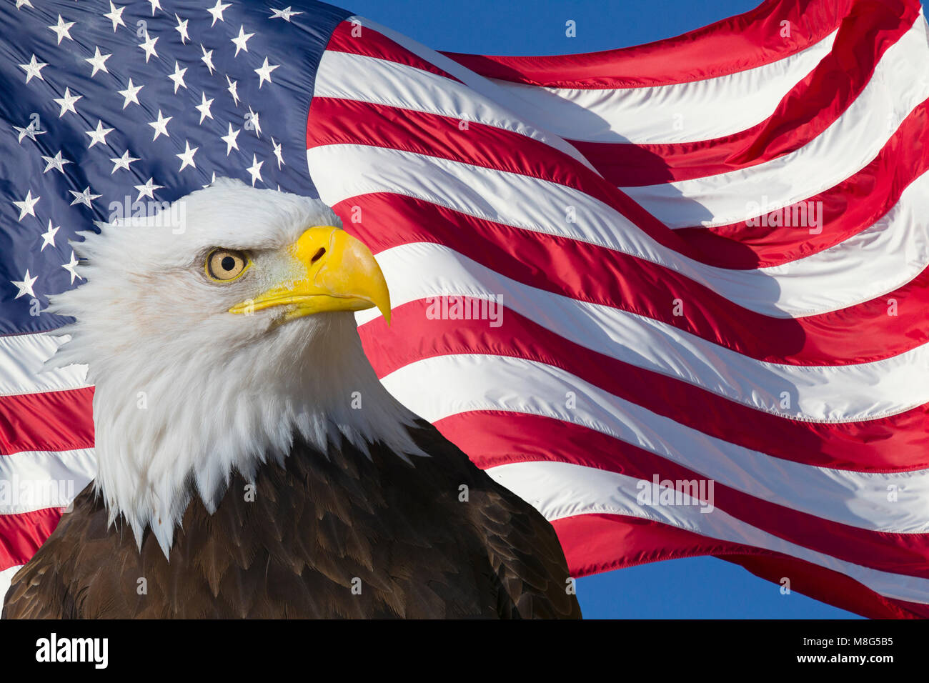 Withthe Usa Flag Bald Eagle Bald Eagle And A Flag Free Stock Photo ...
