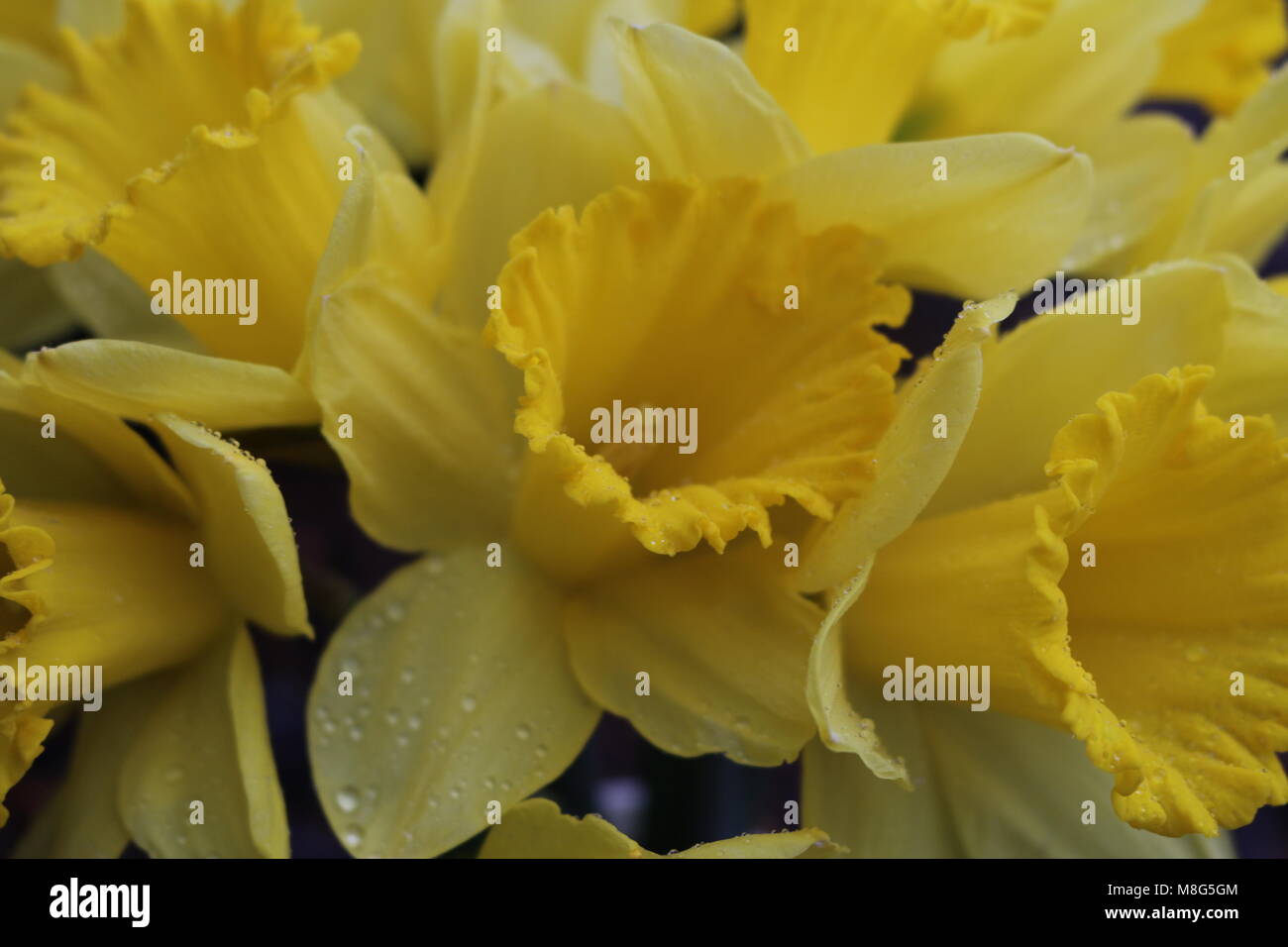 Delightful bouquet hi-res stock photography and images - Alamy