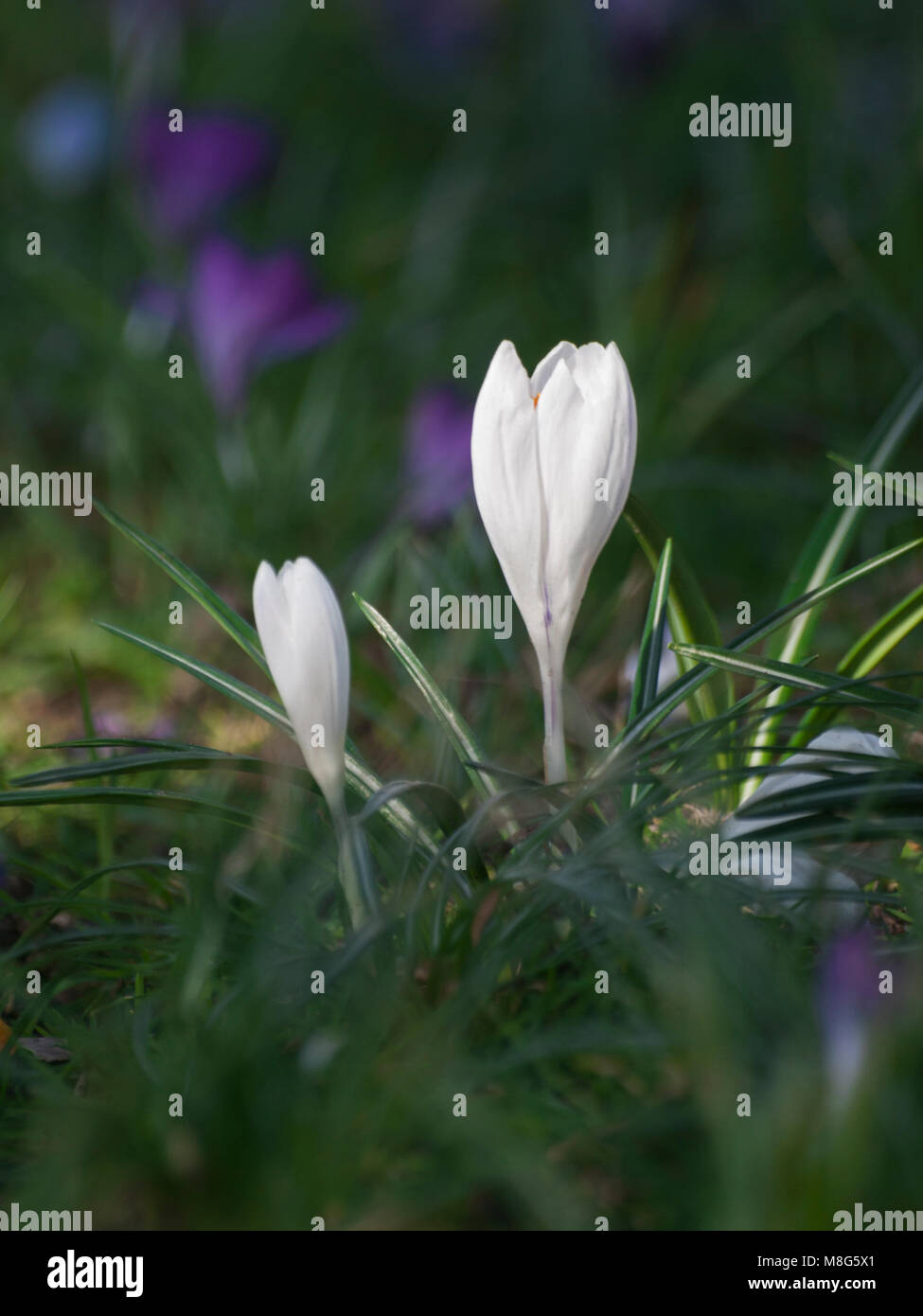Crocuses background hi-res stock photography and images - Alamy