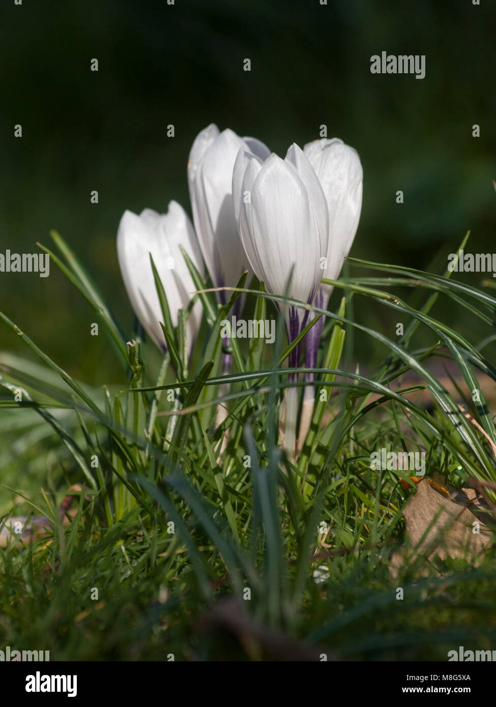 White crocuses hi-res stock photography and images - Alamy