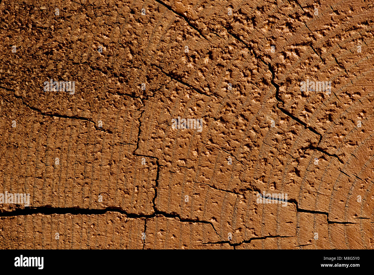 A cut of a tree, a beautiful background from a tree texture Stock Photo ...