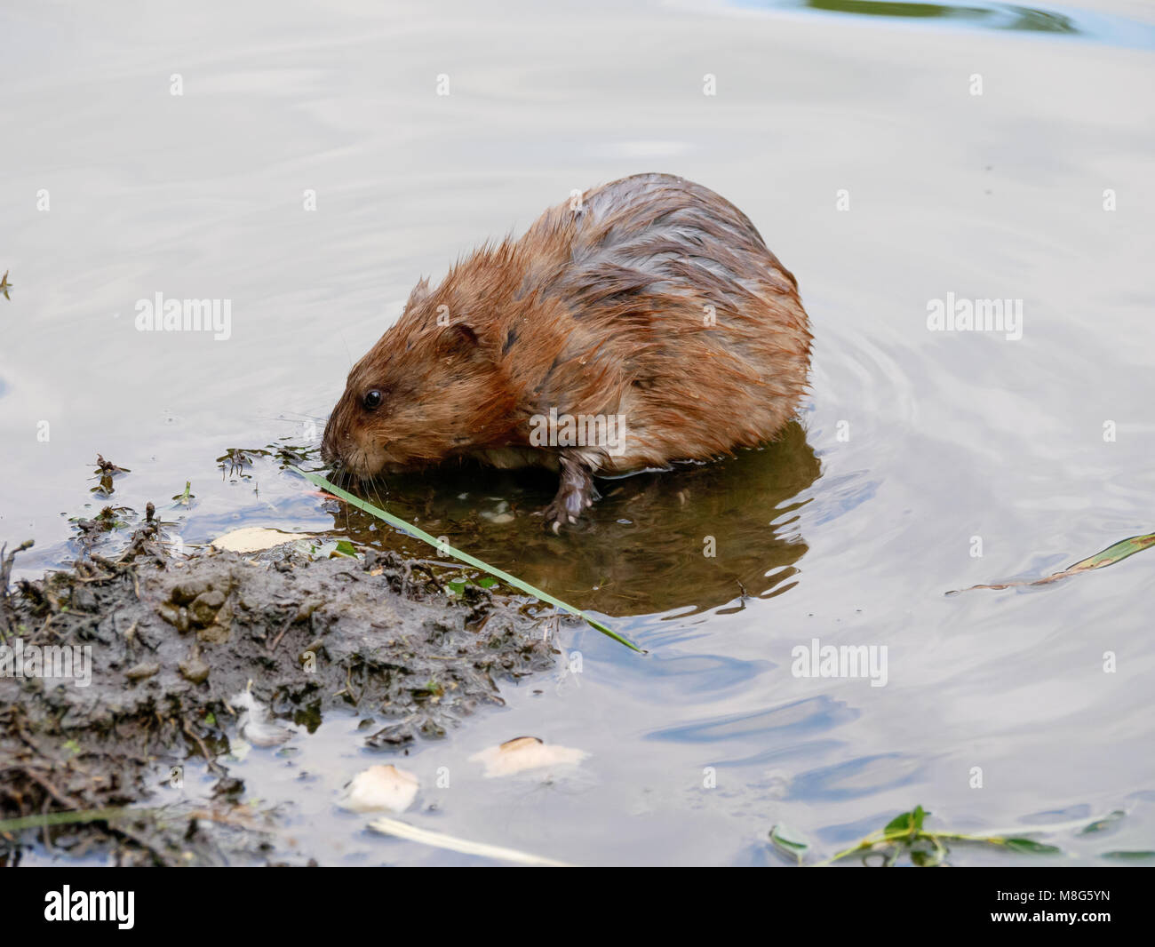 Ondatra zibethicus, Muskrat. Russia, Moscow Stock Photo - Alamy