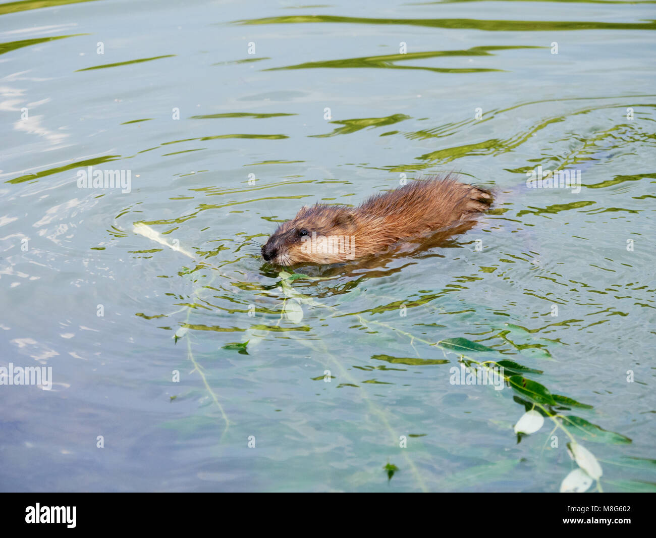 Ondatra zibethicus, Muskrat. Russia, Moscow Stock Photo - Alamy