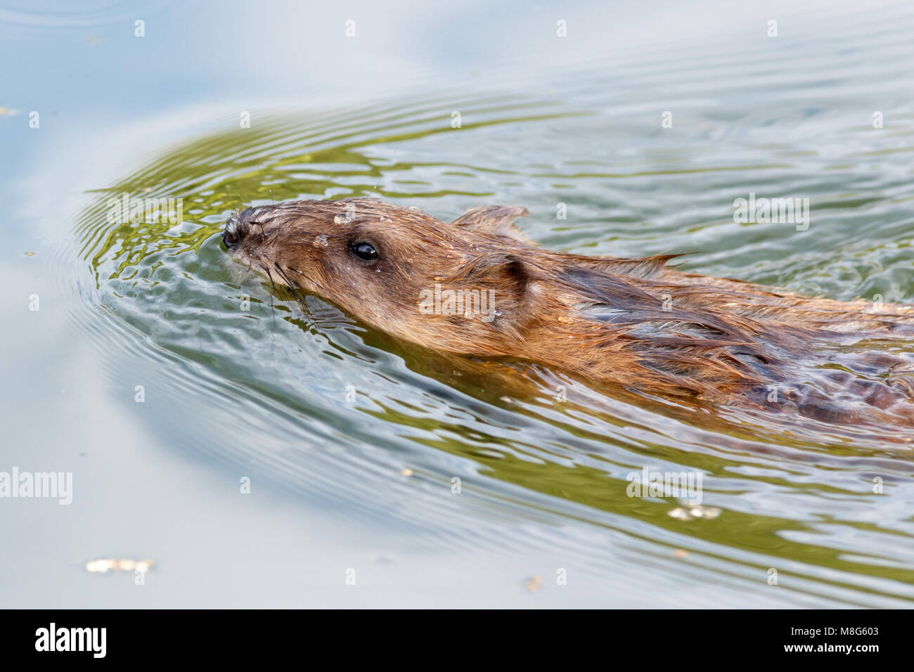 Ondatra zibethicus, Muskrat. Russia, Moscow Stock Photo - Alamy