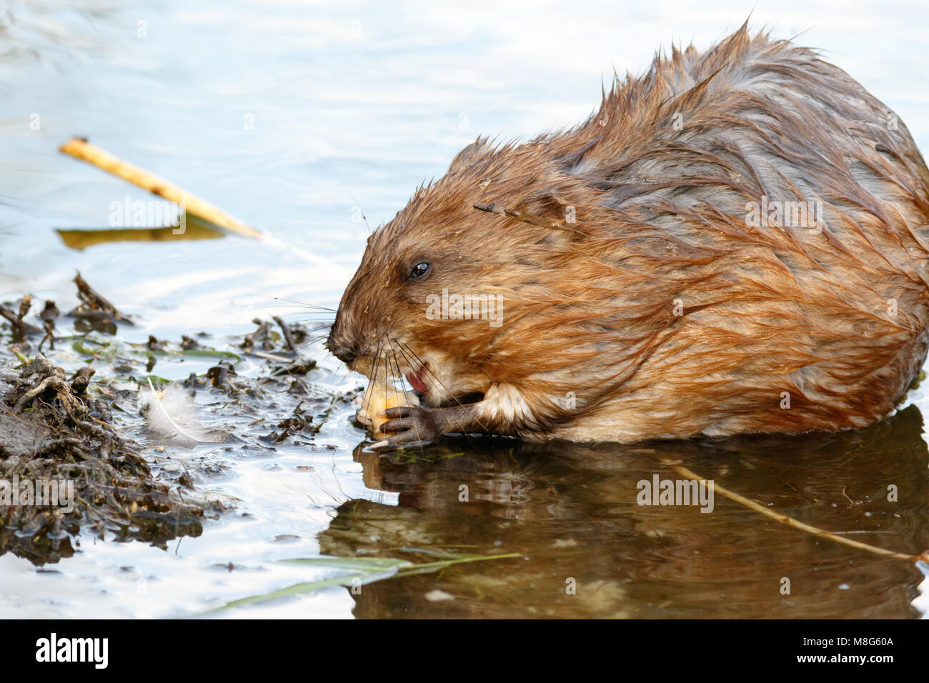 Foraging muskrat hi-res stock photography and images - Alamy