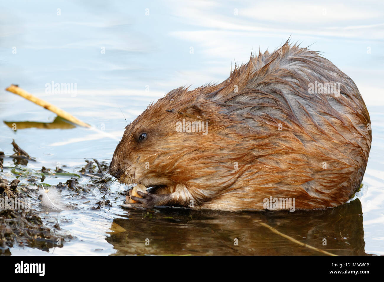 Ondatra zibethicus, Muskrat. Russia, Moscow Stock Photo - Alamy