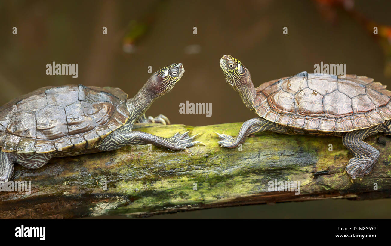 Portrait of two turtles facing each other while sunbathing on wood in ...