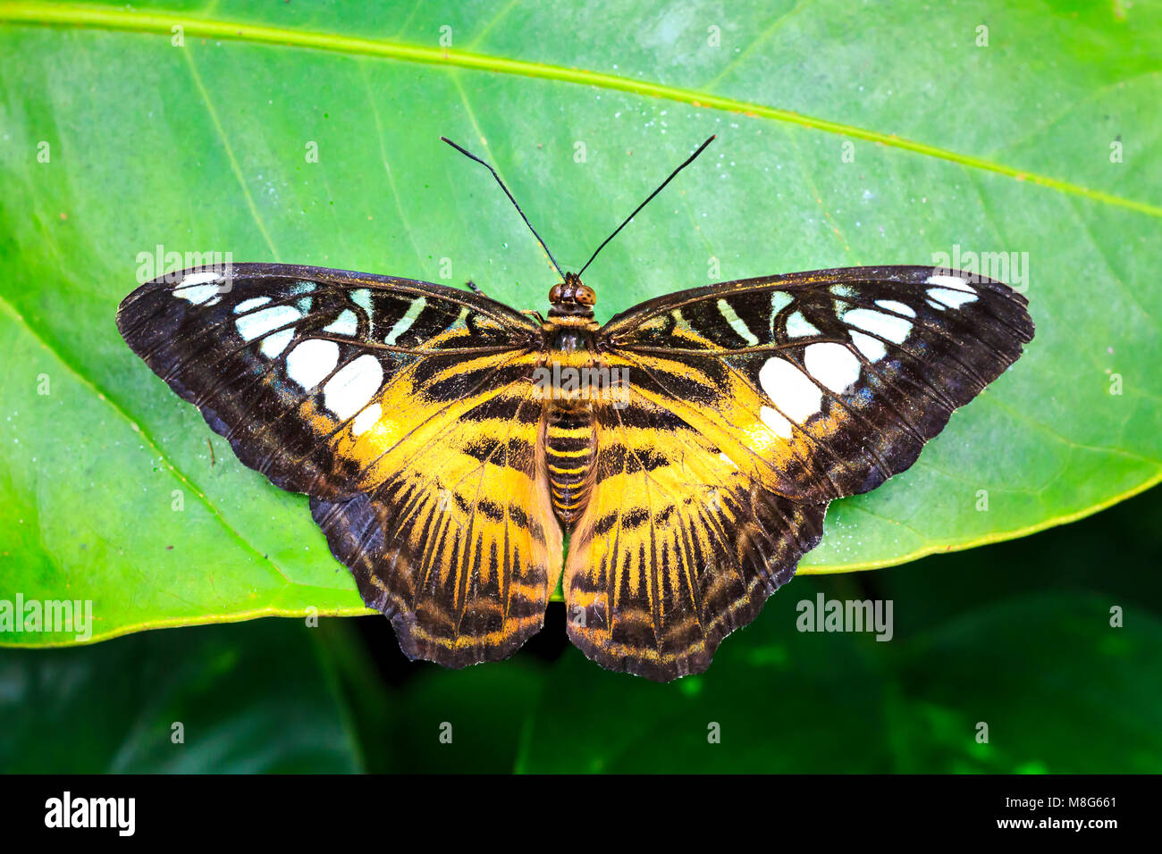 Close up of the tropical clipper butterfly, Parthenos sylvia, resting ...
