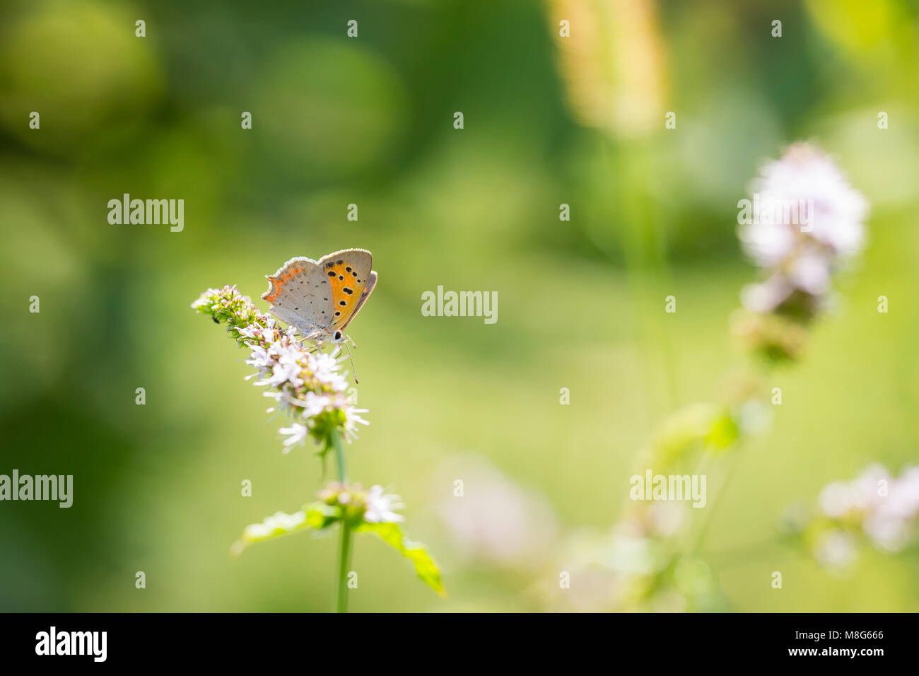 Closeup of a small or common Copper butterfly, lycaena phlaeas, feeding ...