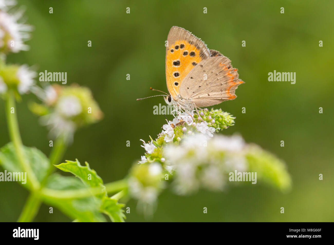 Small copper or common copper butterfly, Lycaena phlaeas, mating ...