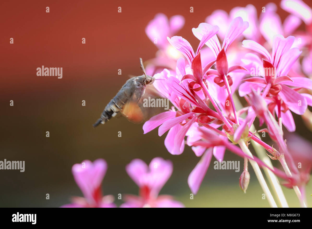 Pink hawk moth hi-res stock photography and images - Alamy