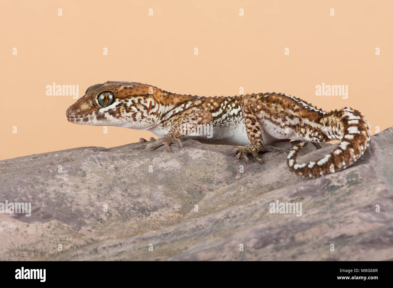 Ocelot Gecko High Resolution Stock Photography and Images - Alamy
