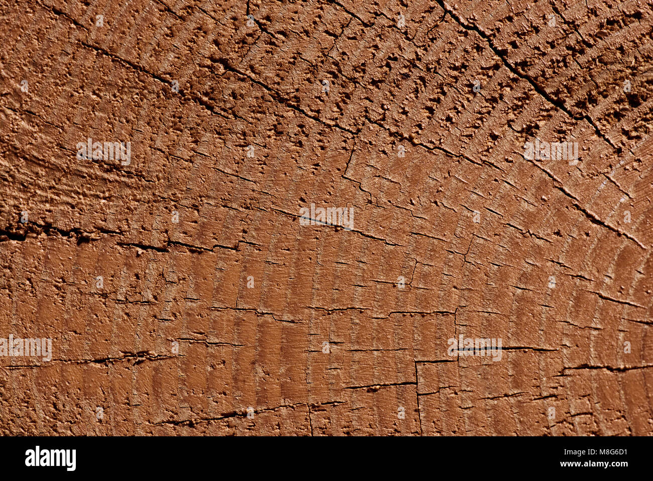 A cut of a tree, a beautiful background from a tree texture Stock Photo ...