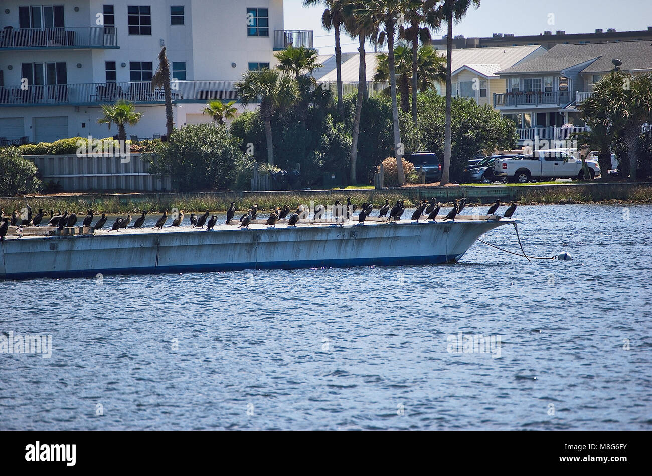 Water birds resting on a barge in a gulf coast port Stock Photo - Alamy