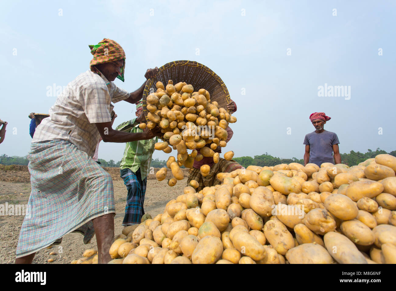 Farmers are busy to Harvest potato in a potato field, in Munshigonj ...