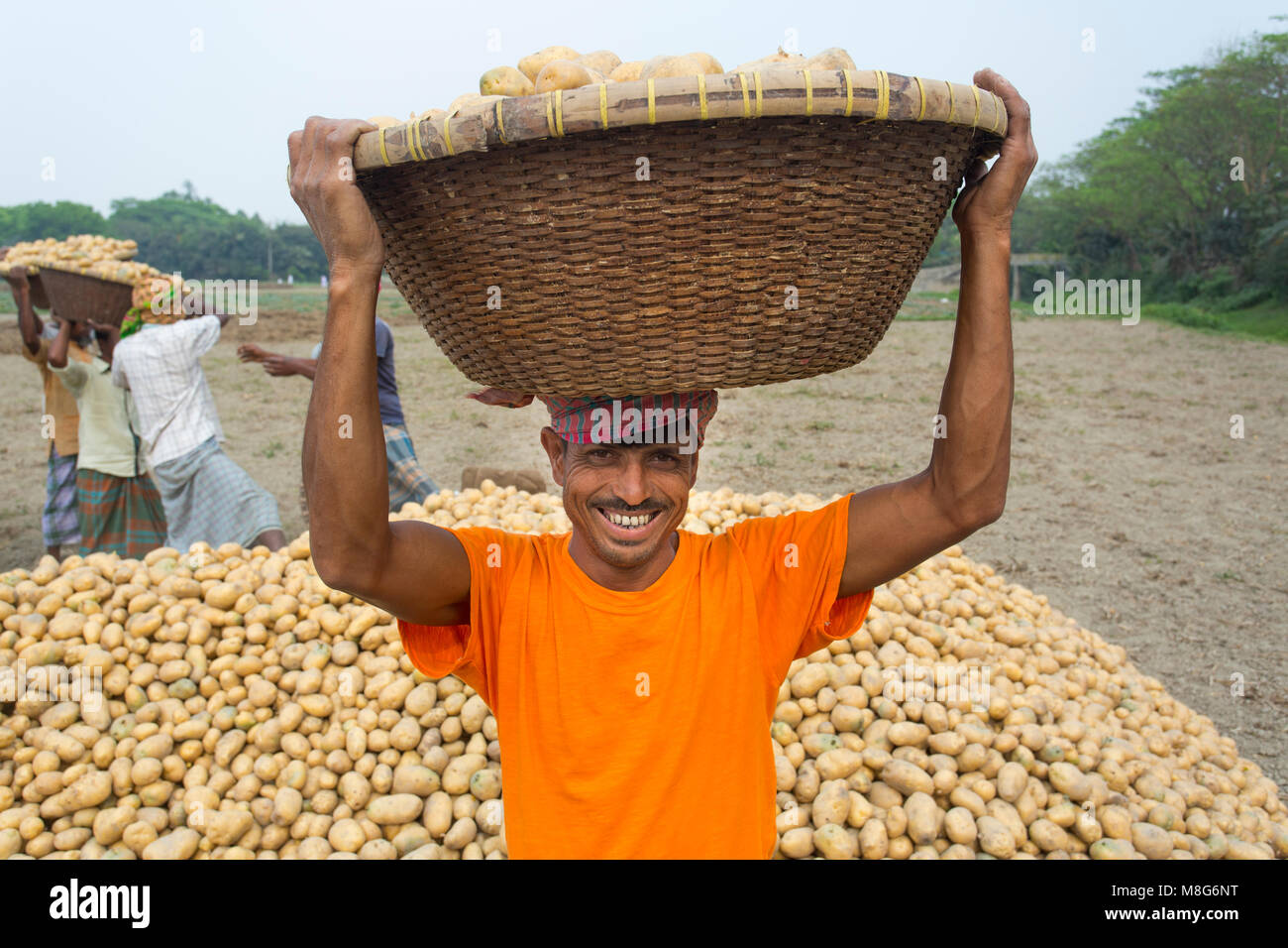 Farmers carry baskets of potatoes after harvesting from the field ...