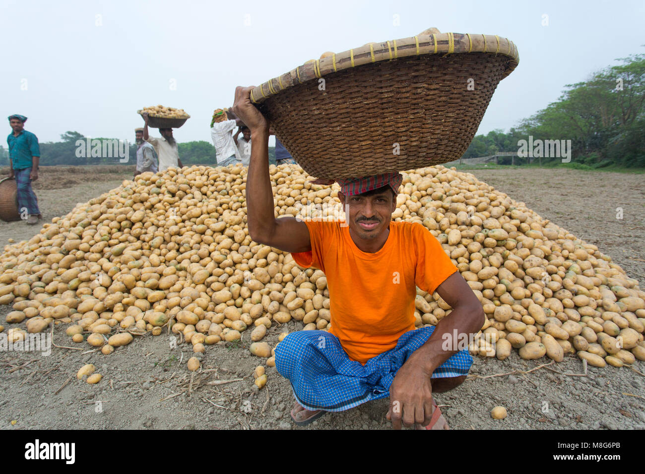 Stacking Potatoes High Resolution Stock Photography and Images - Alamy