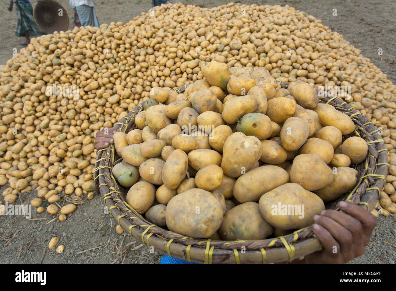 Farmers are busy to Harvest potato in a potato field, in Munshigonj ...