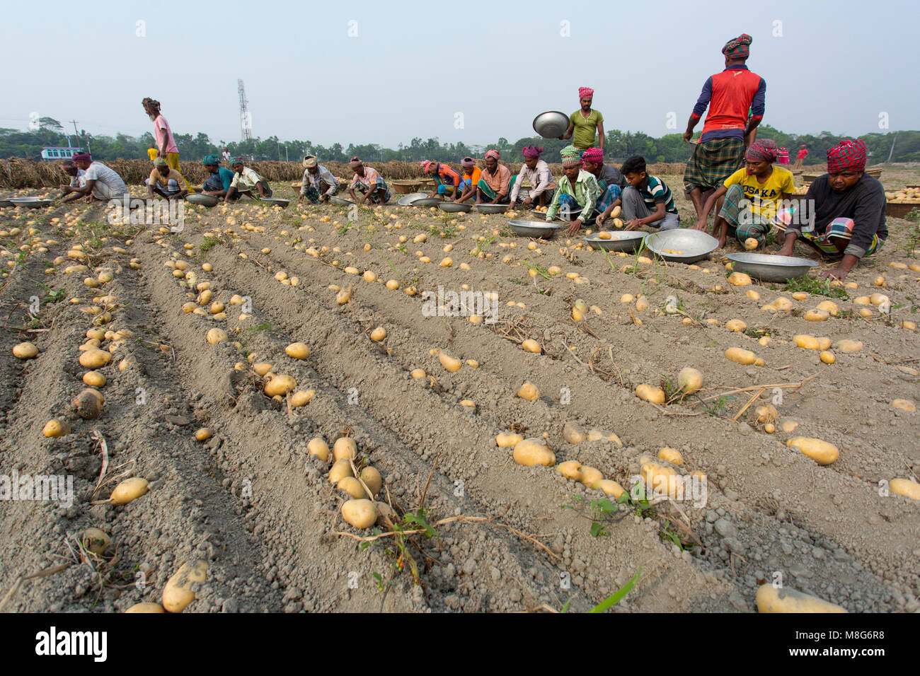 Farmers are busy to Harvest potato in a potato field, in Munshigonj ...