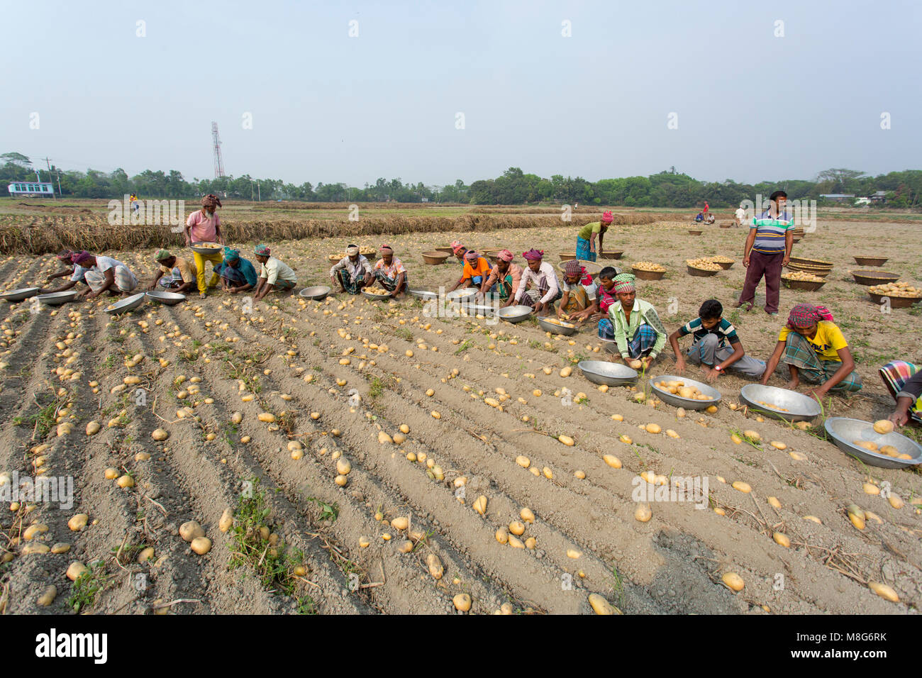 Farmers are busy to Harvest potato in a potato field, in Munshigonj ...