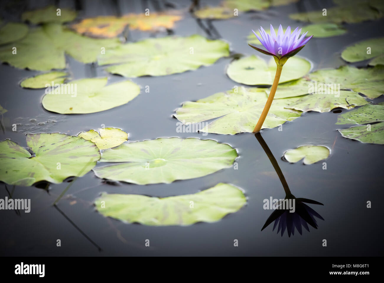 Uganda flower hi-res stock photography and images - Alamy