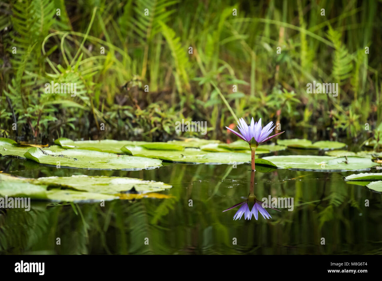 Egyptian Blue Lotus High Resolution Stock Photography and Images - Alamy