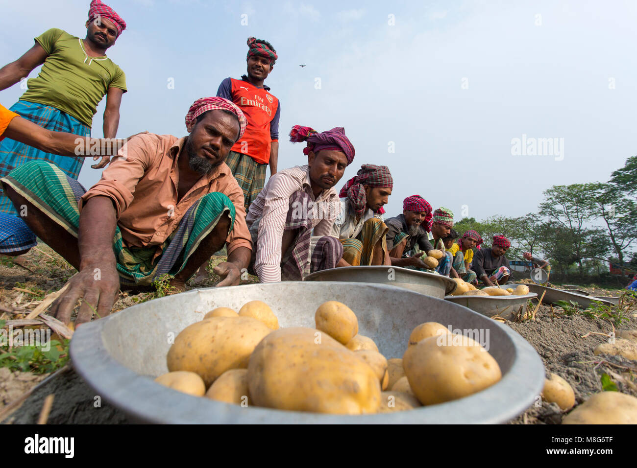 Farmers are busy to Harvest potato in a potato field, in Munshigonj ...