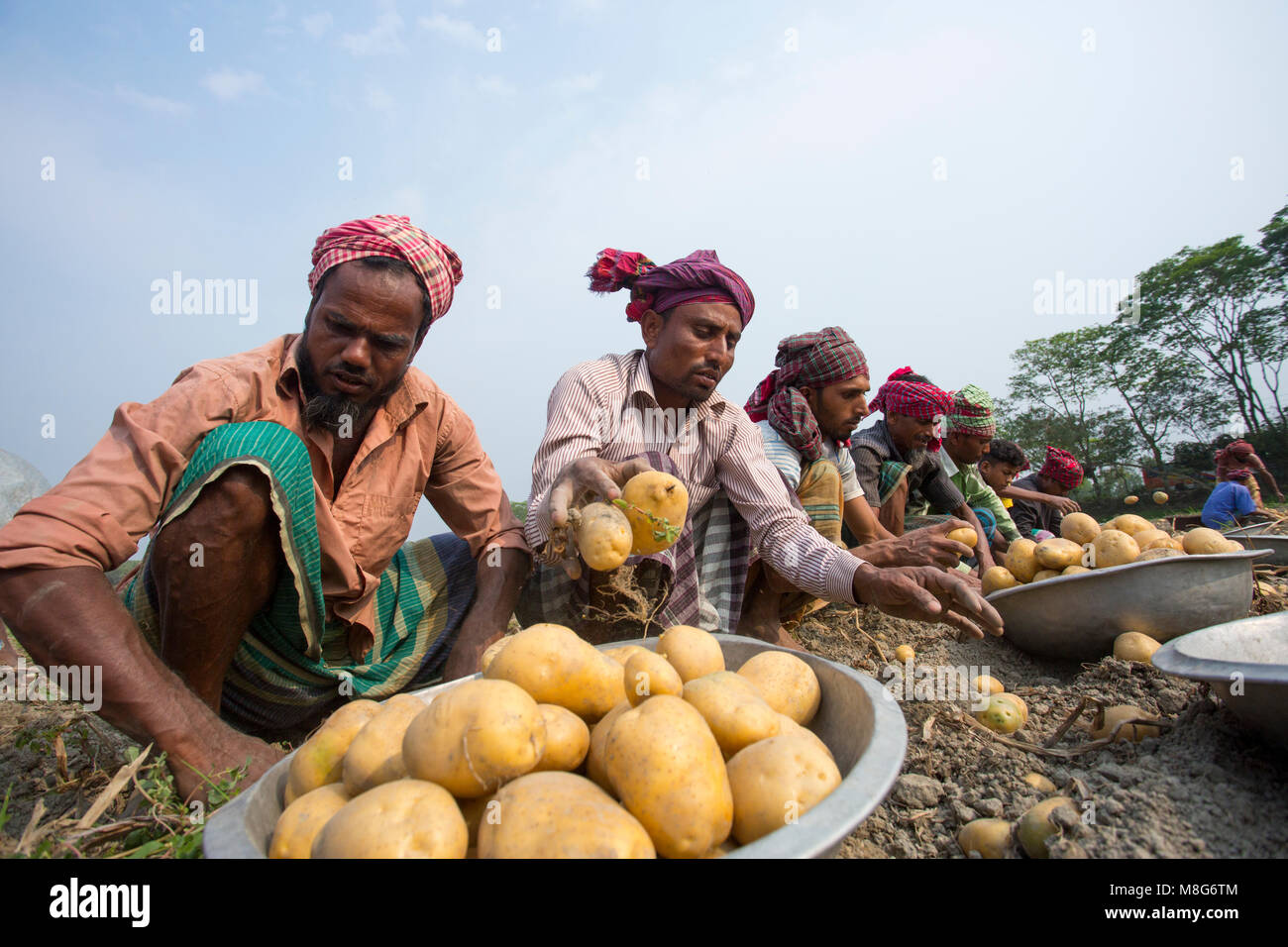 Farmers are busy to Harvest potato in a potato field, in Munshigonj ...
