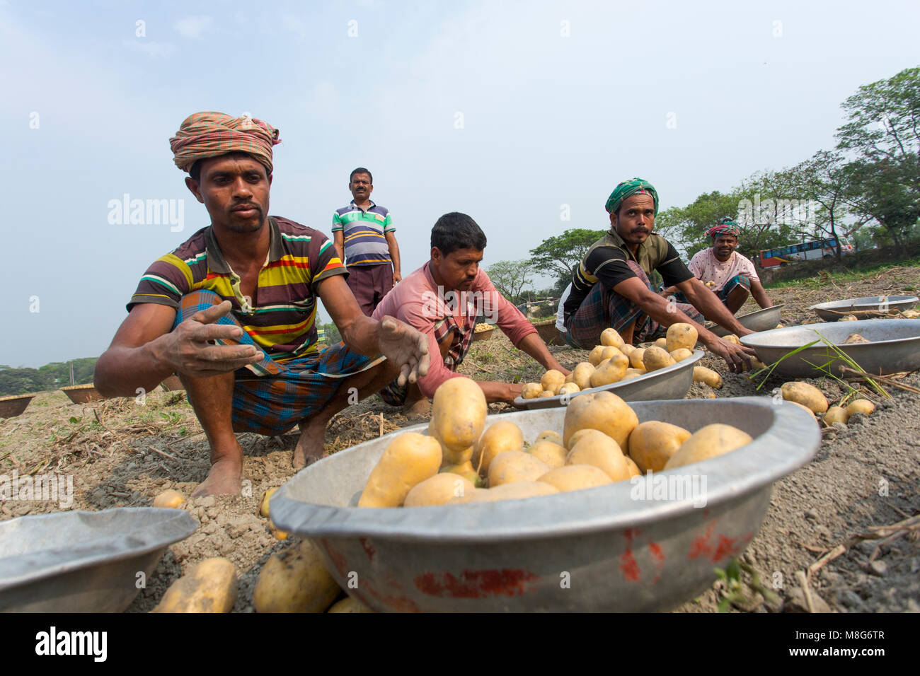 Farmers are busy to Harvest potato in a potato field, in Munshigonj ...