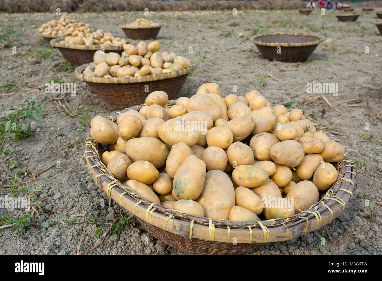 Farmers are busy to Harvest potato in a potato field, in Munshigonj ...