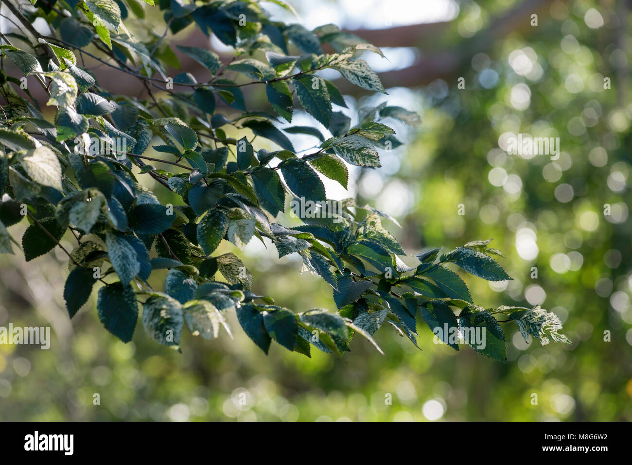 Leaves from a Varigated Elm tree Ulmus minor 'Variegata' (Silver) in a ...