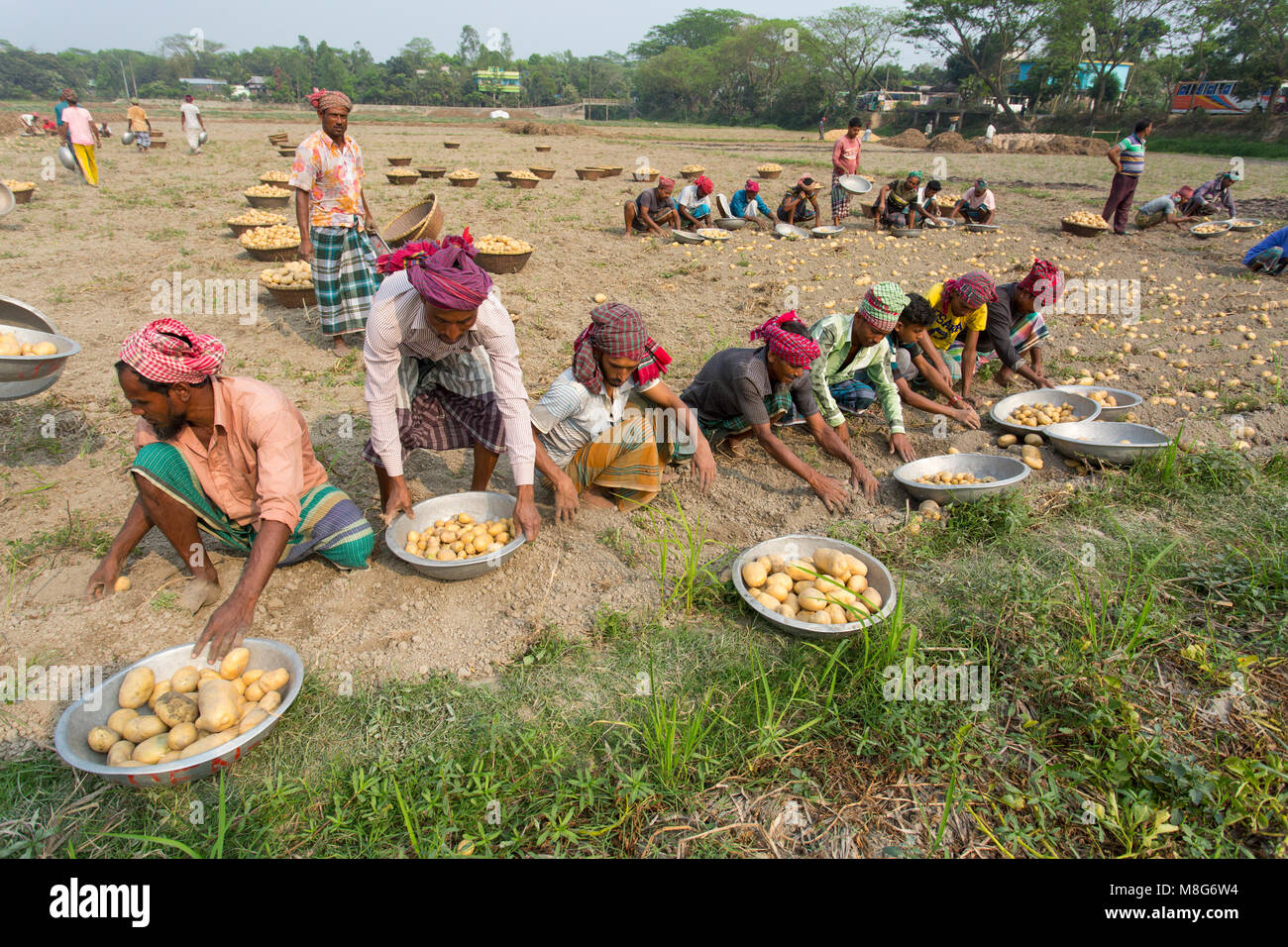 Farmers are busy to Harvest potato in a potato field, in Munshigonj ...