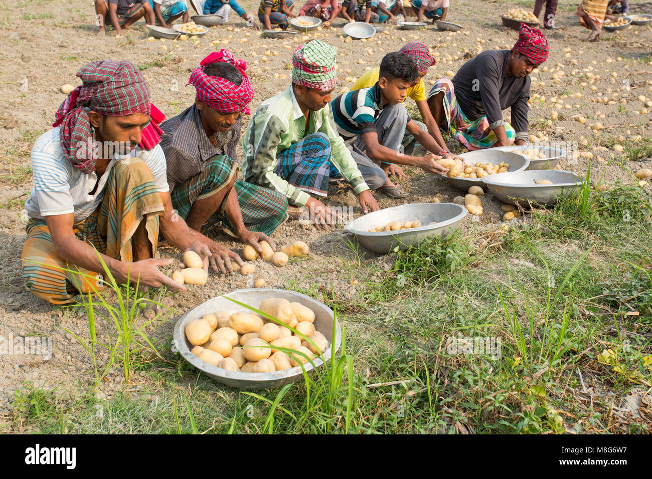 Farmers are busy to Harvest potato in a potato field, in Munshigonj ...