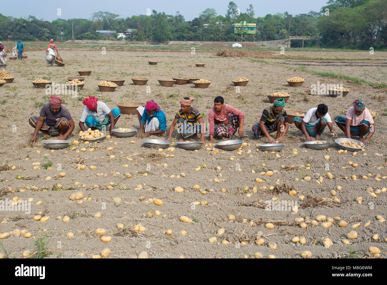 Farmers are busy to Harvest potato in a potato field, in Munshigonj ...