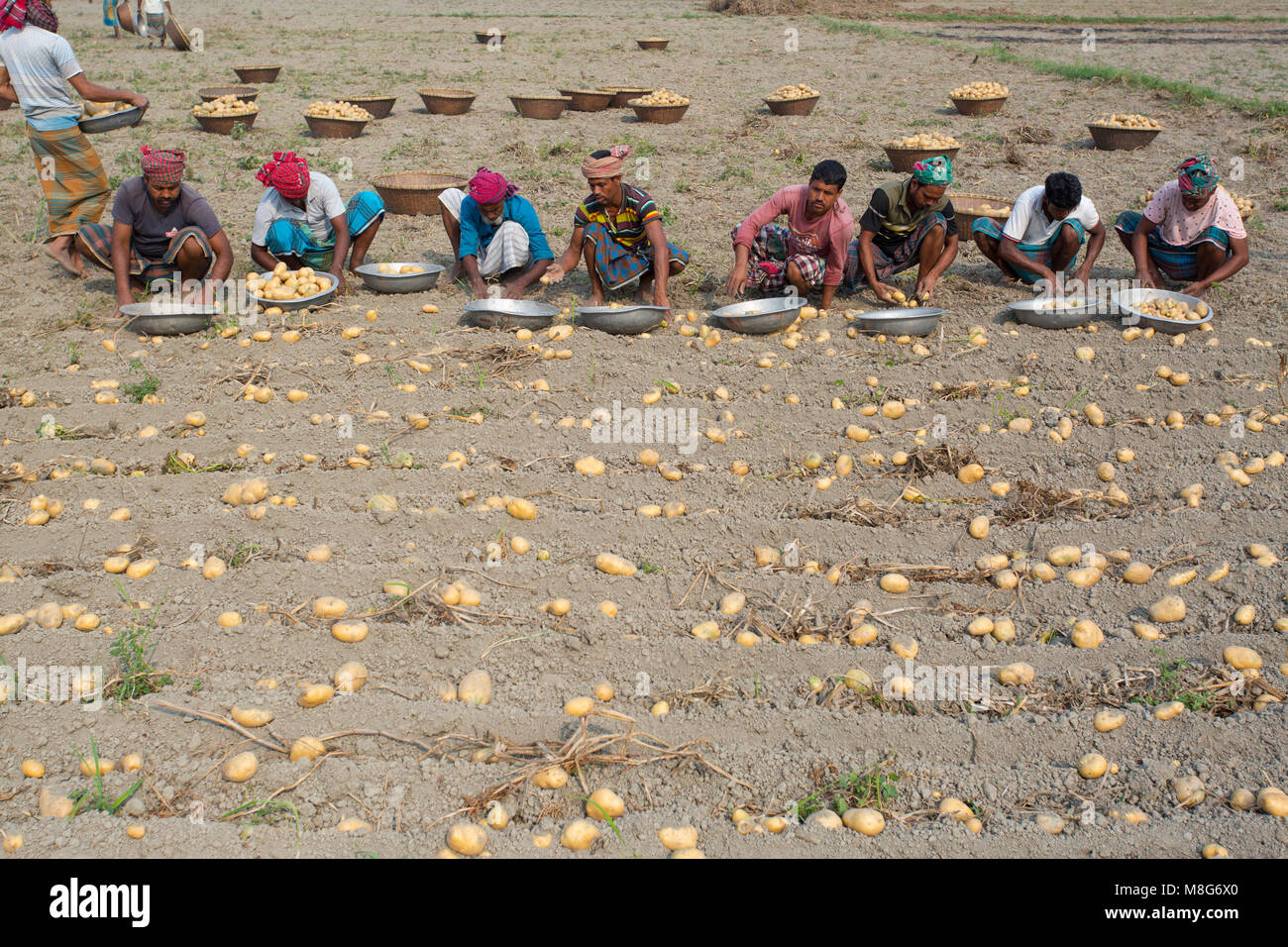 Farmers are busy to Harvest potato in a potato field, in Munshigonj ...