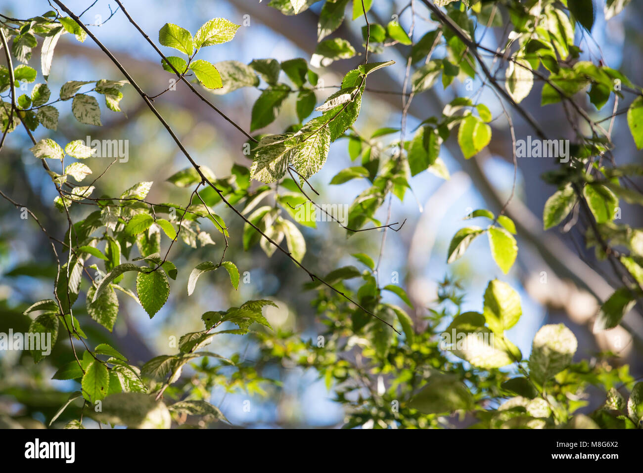 Leaves from a Varigated Elm tree Ulmus minor 'Variegata' (Silver) in a ...