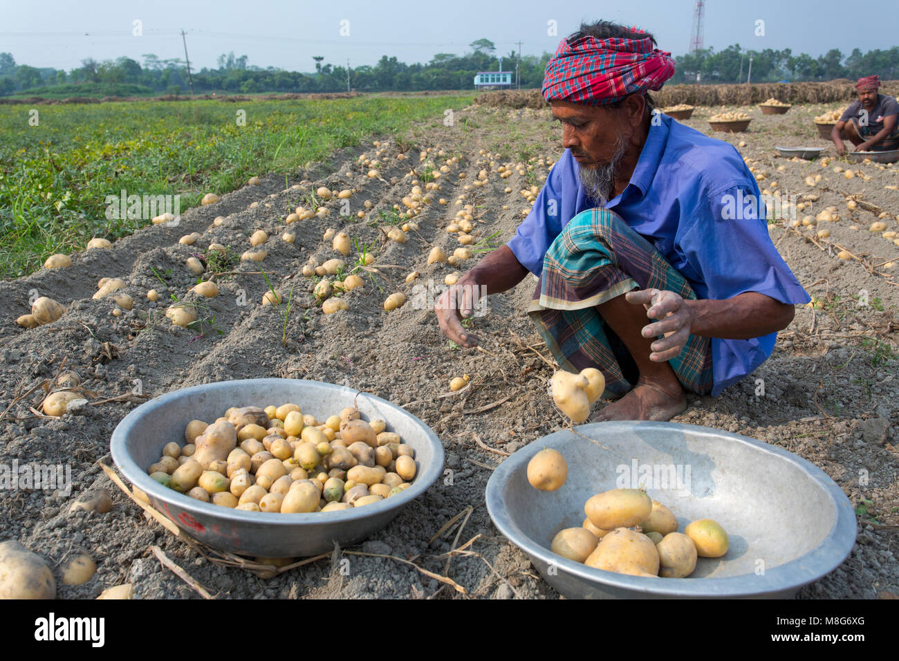 Farmers are busy to Harvest potato in a potato field, in Munshigonj ...